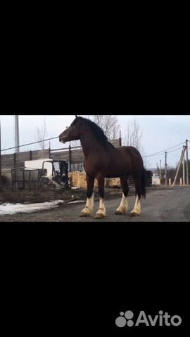 Продам лошадей Владимирской породы