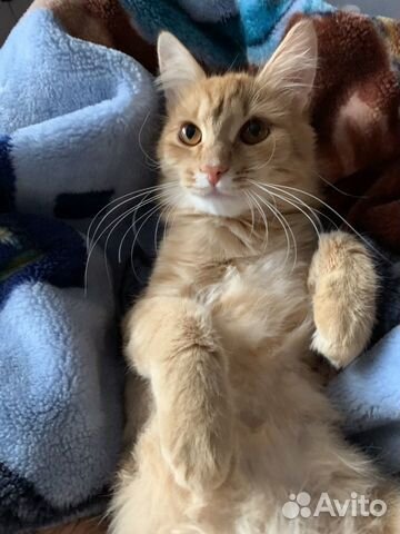 Котёнок девочка