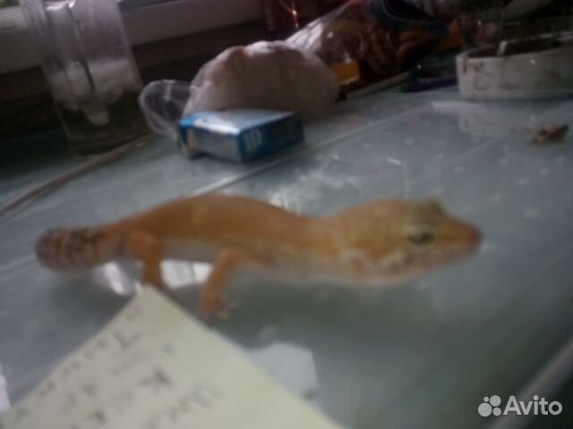 Бананоед или африканский эублефар