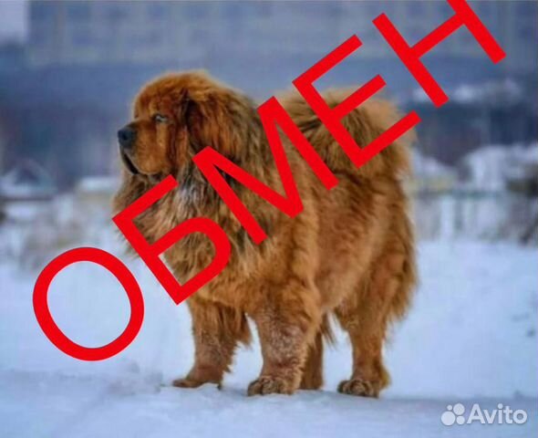 Продаю высокопородную девочку-подростка тибетского