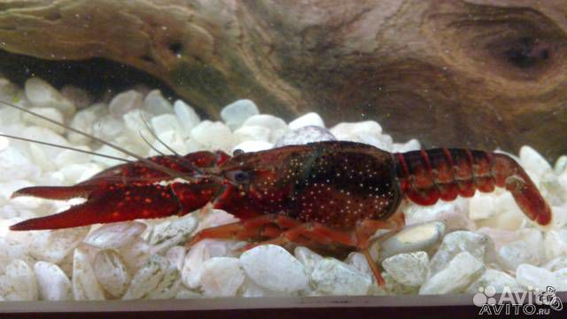 Красные флоридские раки