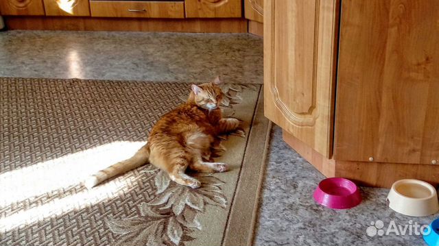 Отдам котика