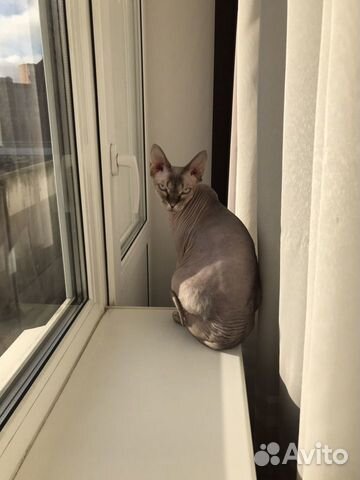 Кошечка породы сфинкс 1год