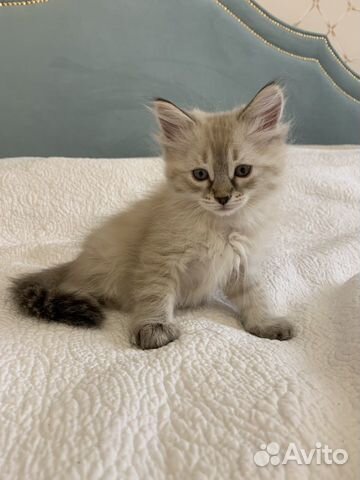 Котята невские маскарадные