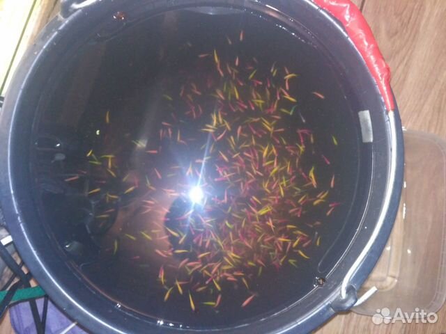 Много данио гло