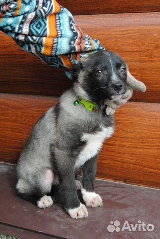 В добрые руки