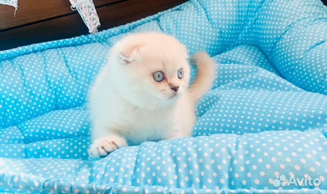 Шотландская девочка (Жемчужена)