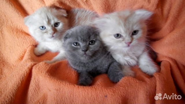 Плюшки ватрушки