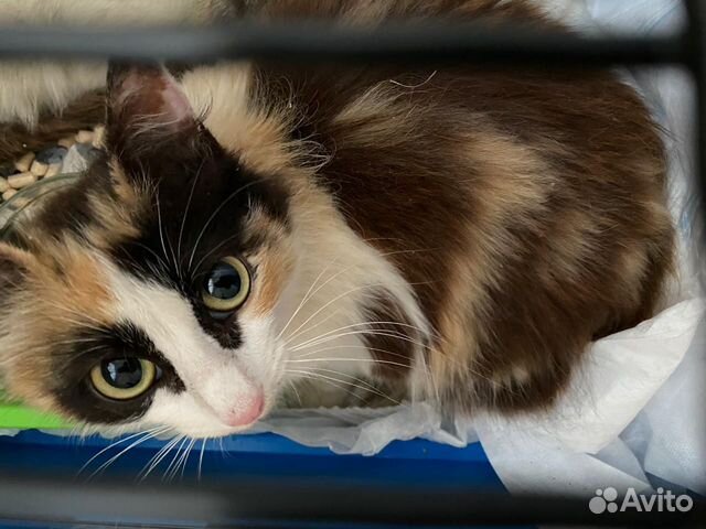 Кошка ищет хозяина