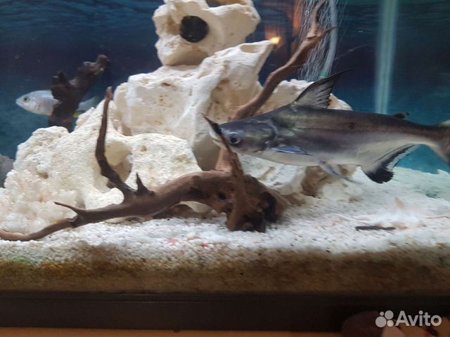 Акулий сом (пангасиус)