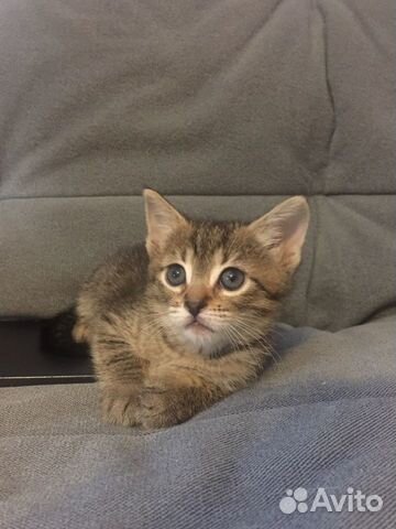 Котёнок