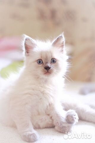 Котёнок 1,5 месяца (невская маскарадная). Лот №2