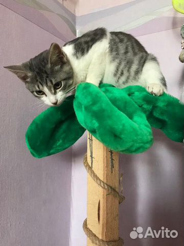 Котик Микки 3,5 мес
