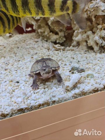 Черепаха мускусная
