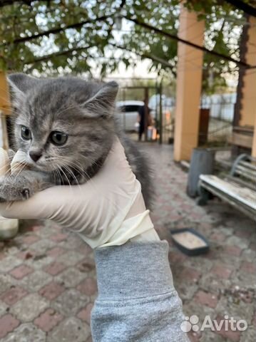 Котёнок
