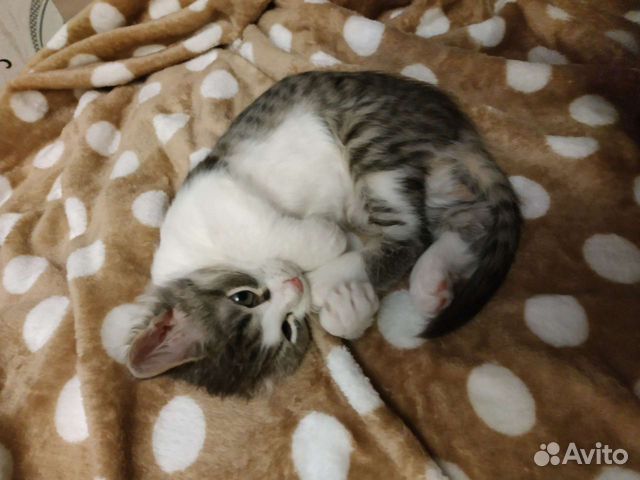 Котята метисы