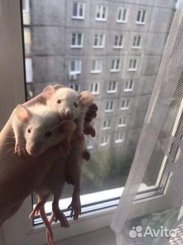 Крысята альбиносики