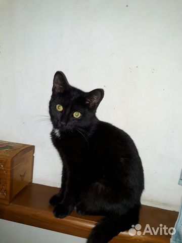 Кошечка Ночка