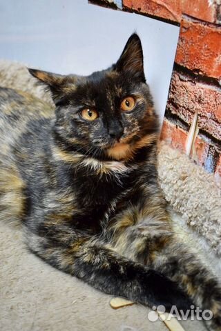 Котёнок Шелли 6 мес ищет дом