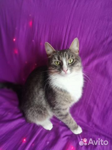 Ласковая Лизочка в добрые руки