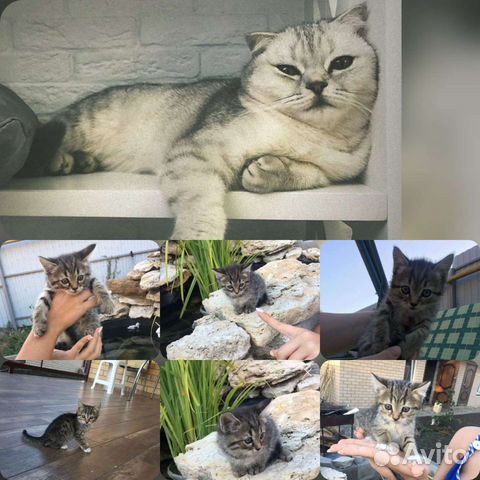 Котята метисы