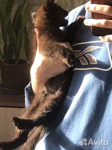 Котик черный