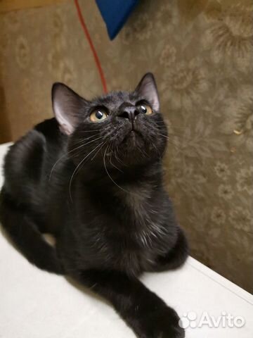 Маленькая чёрная пантера в добрые руки