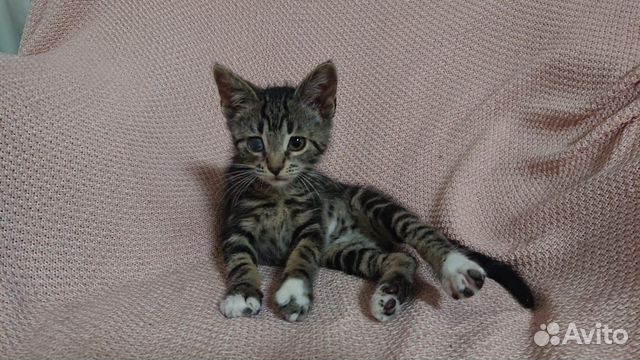 Милый Тигренок ждет маму