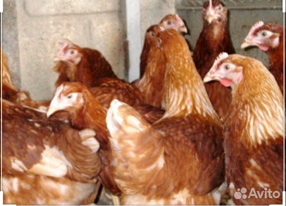 Куры несушки продам