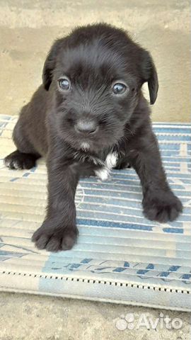 Миттельшнауцер (метис)