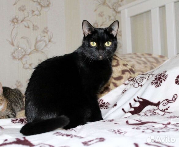 Замечательная кошечка Алиша