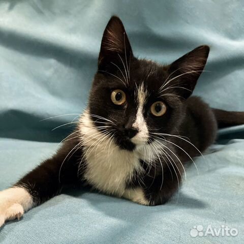 Зеленоглазый котенок Уголек ищет дом