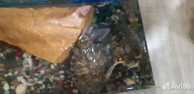 Красноухая черепаха