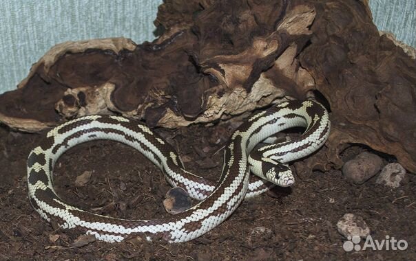 Lampropeltis californiae