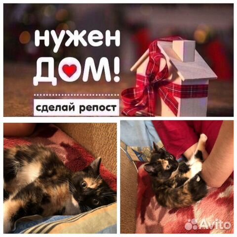 Котята