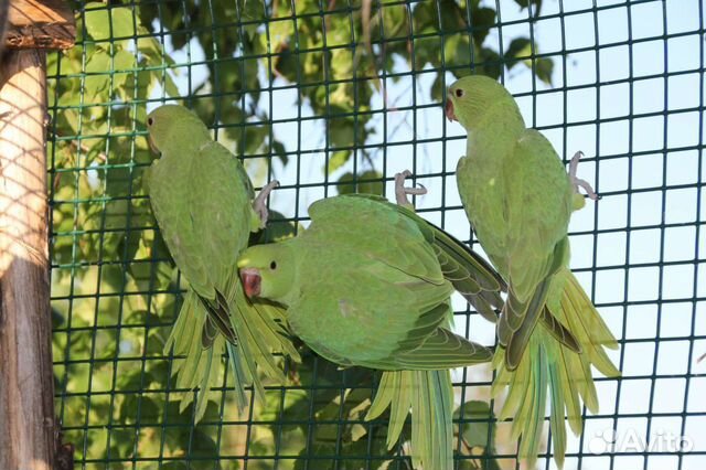 Птенец ожерелогово попугая