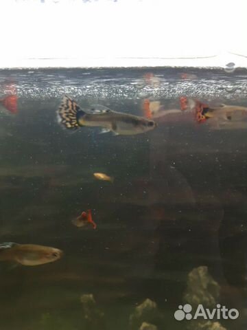 Гуппи, золотая, карп