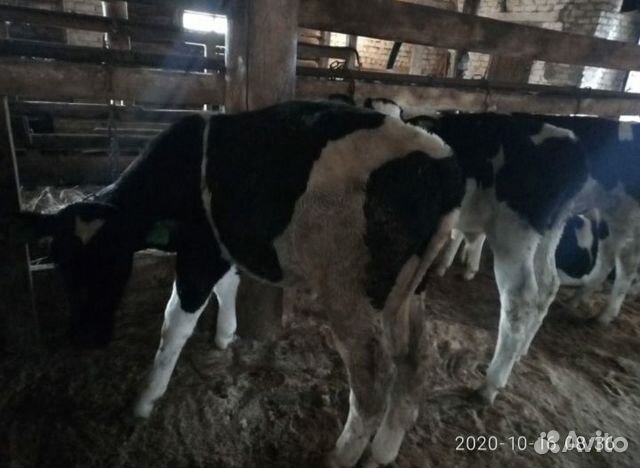 Бычки 50 голов