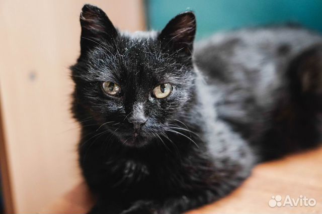 Кошка Молли