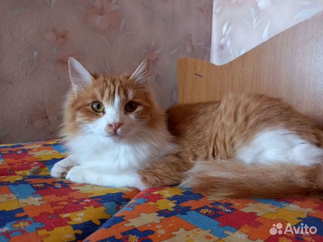 Котик