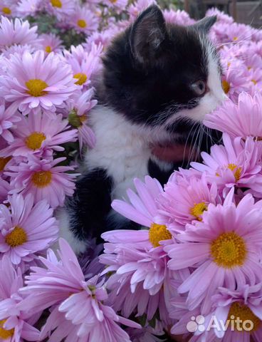 Котята