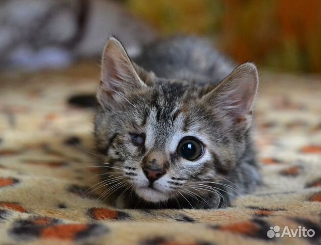 Котёнок в самые ответственные руки