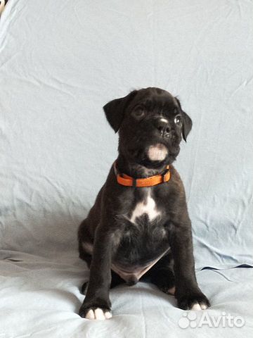 Мальчик боксерчик