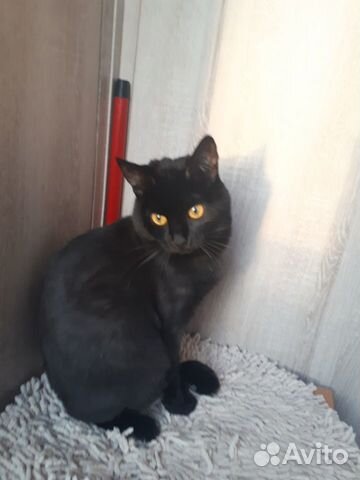 Кошечка