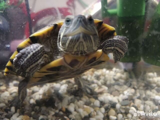 Черепахи пресноводные красноухие 2 шт