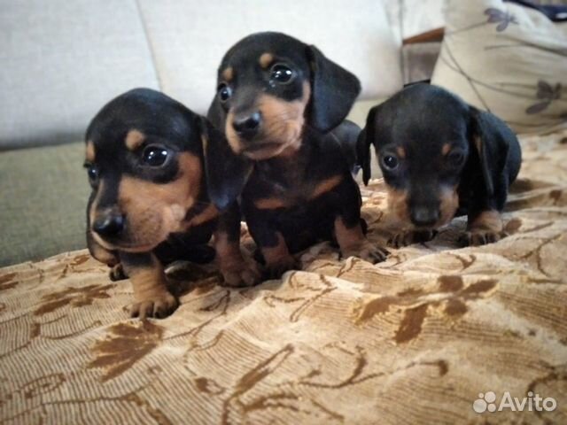 Щеночки таксы