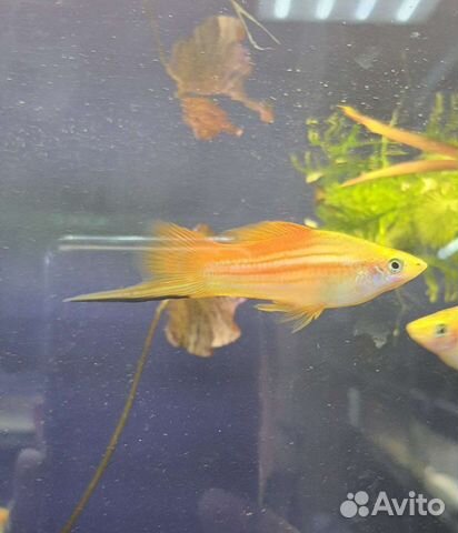 Меченосец ананасовый