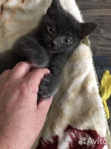 Котенок