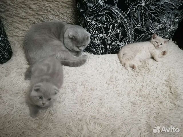 Британская