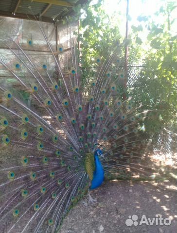 Павлины. Самцы